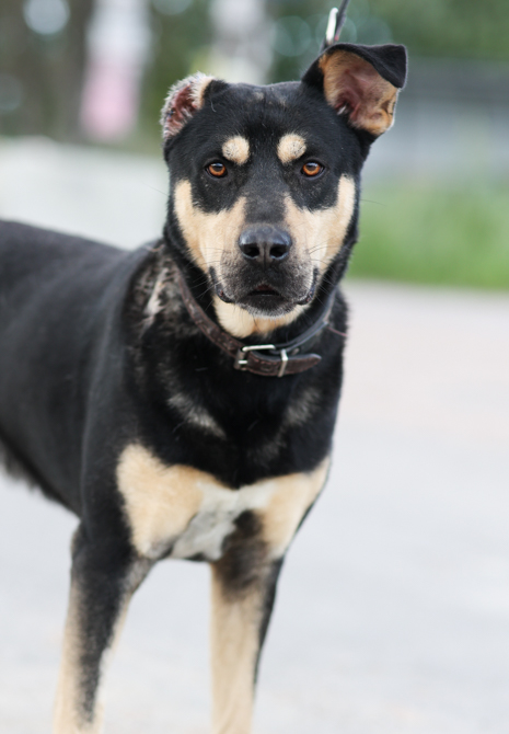 Ghera | Viipurin Koirat ry