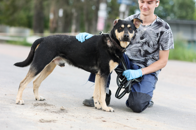 Ghera | Viipurin Koirat ry