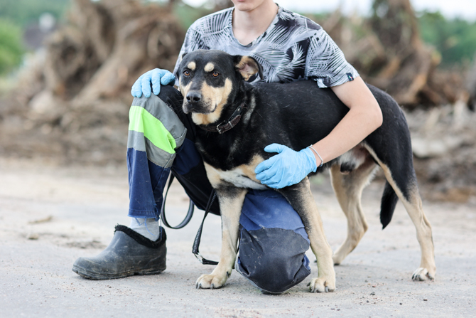 Ghera | Viipurin Koirat ry