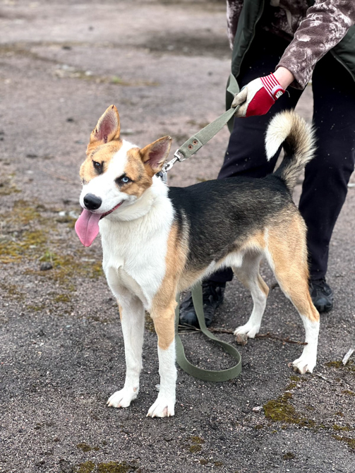 Jermu | Viipurin Koirat ry