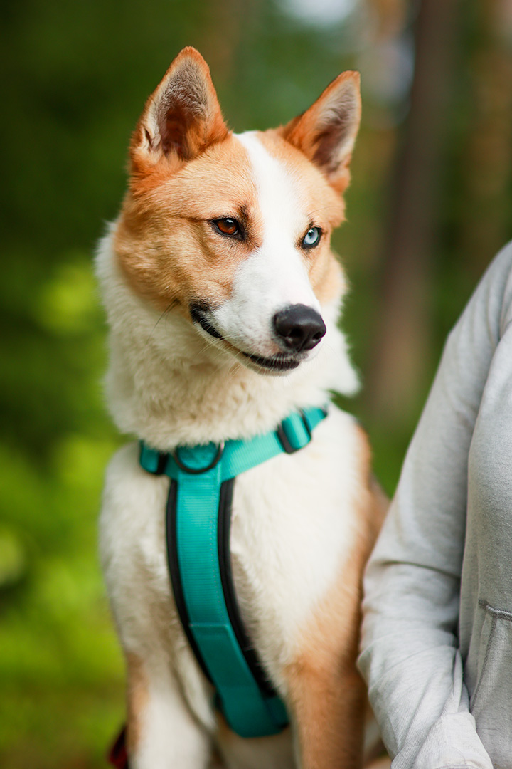 Jermu | Viipurin Koirat ry