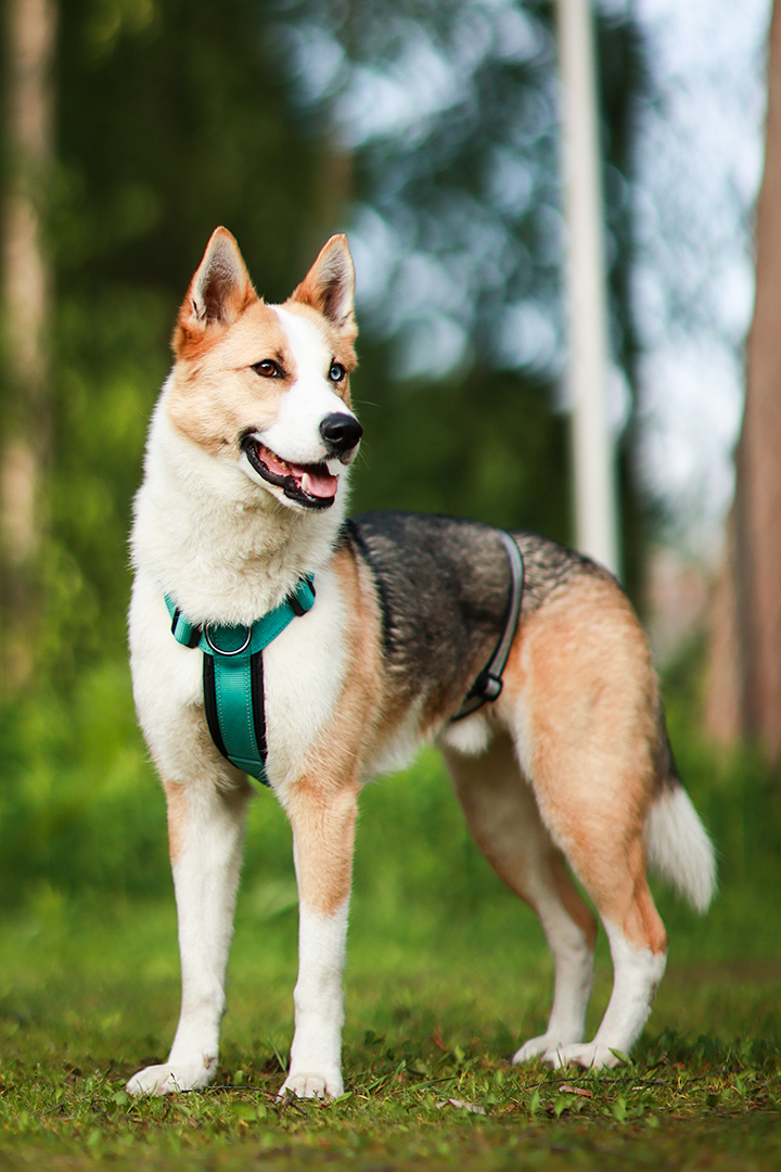 Jermu | Viipurin Koirat ry