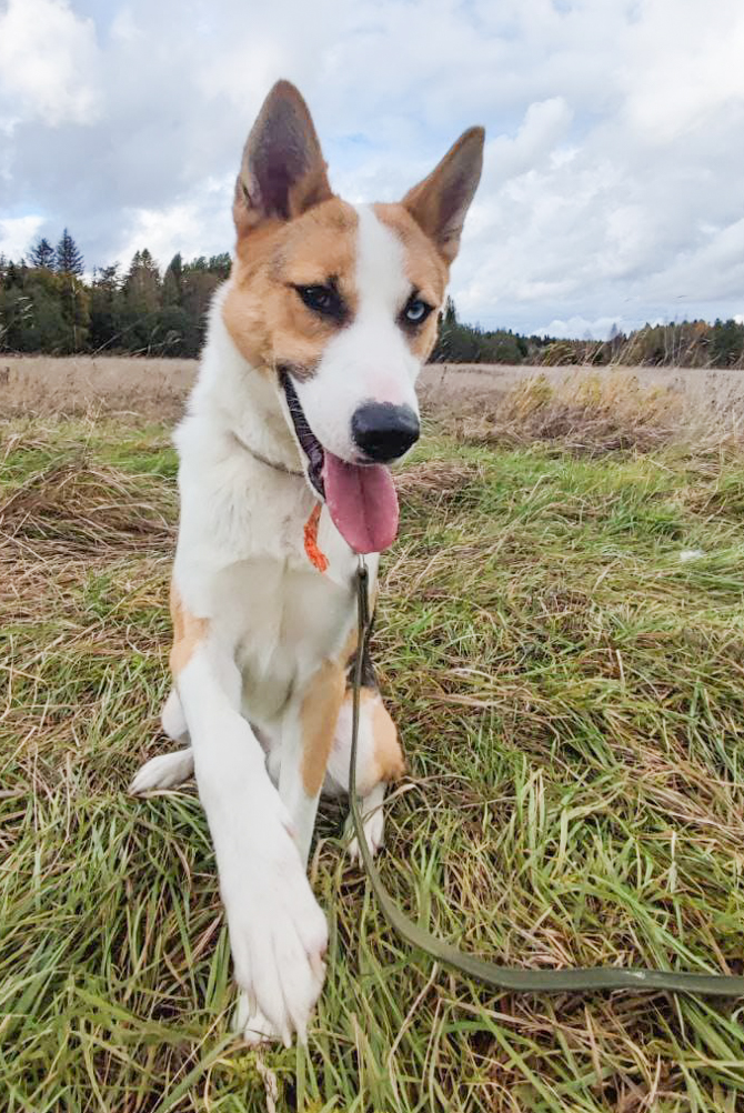 Jermu | Viipurin Koirat ry