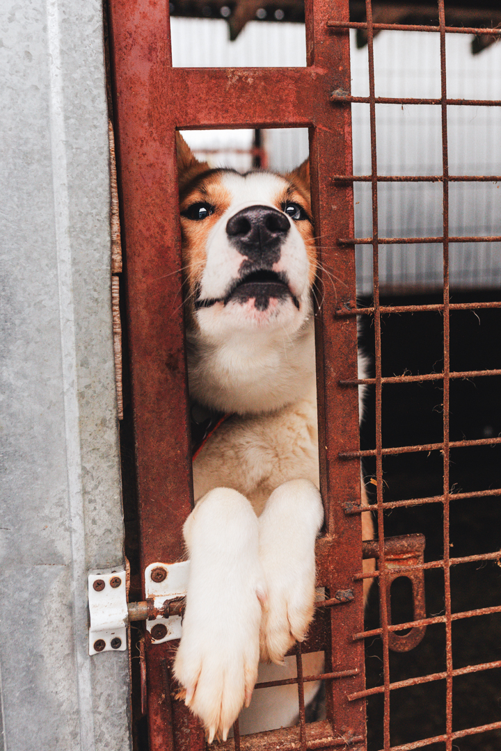 Jermu | Viipurin Koirat ry