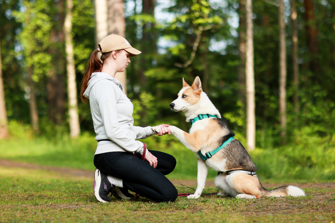 Jermu | Viipurin Koirat ry