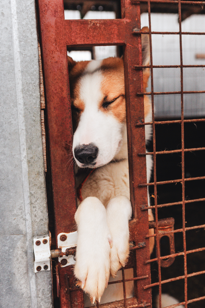 Jermu | Viipurin Koirat ry