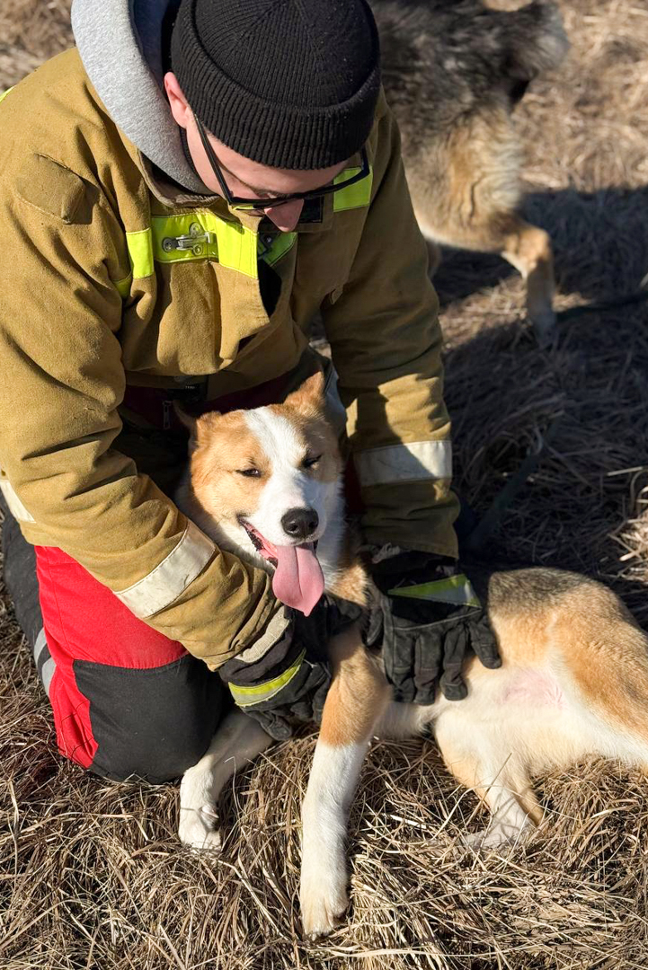 Jermu | Viipurin Koirat ry