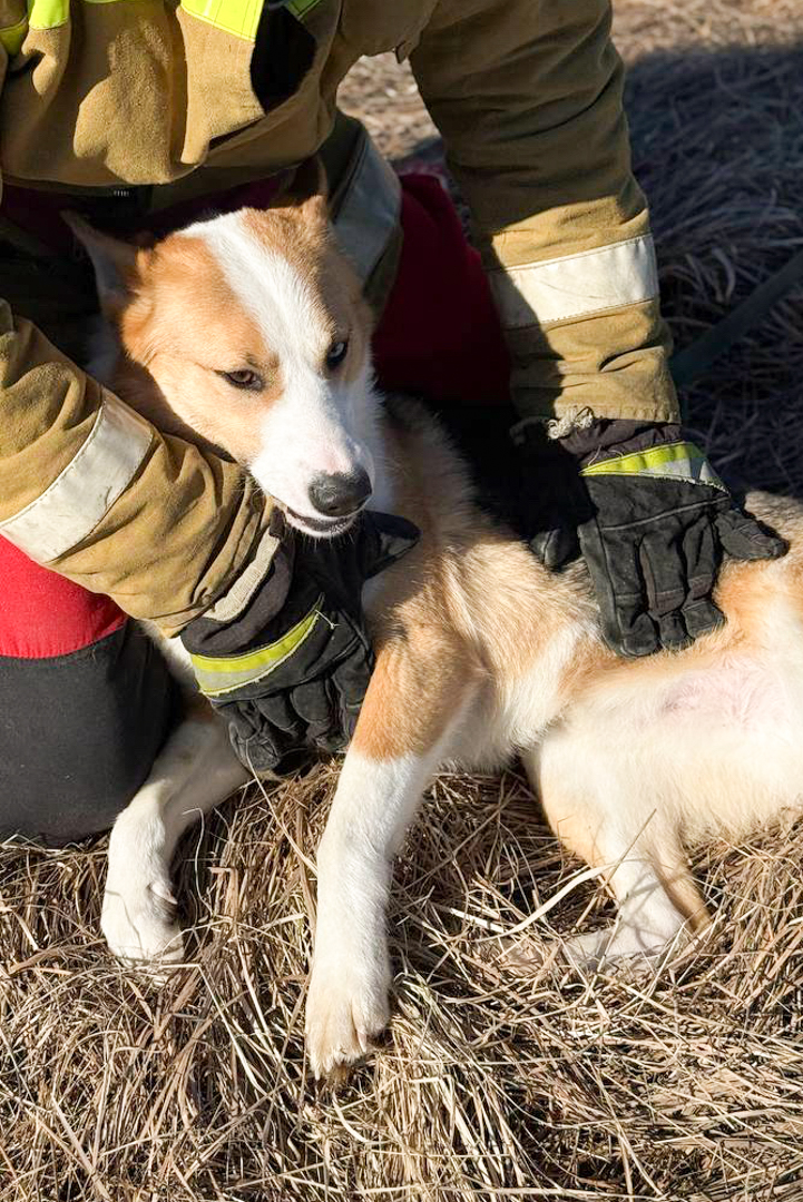 Jermu | Viipurin Koirat ry