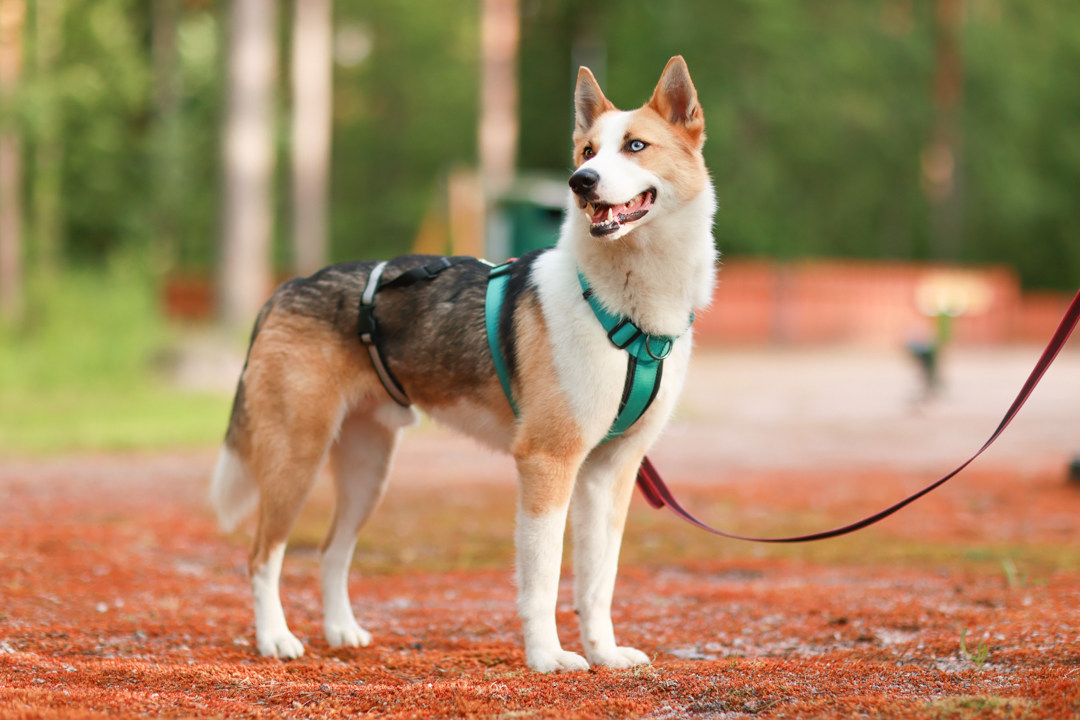 Jermu | Viipurin Koirat ry