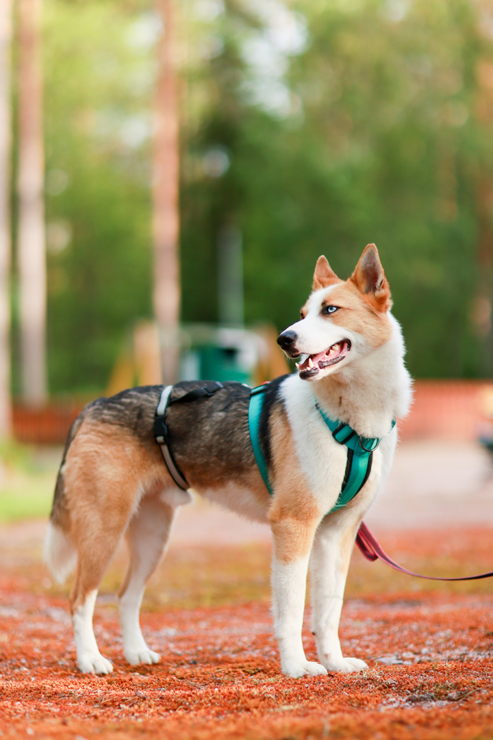 Jermu | Viipurin Koirat ry