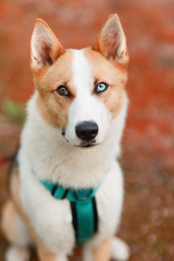 Jermu | Viipurin Koirat ry