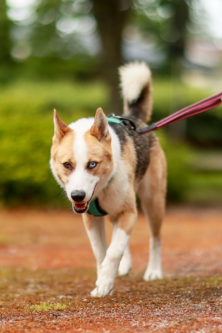 Jermu | Viipurin Koirat ry