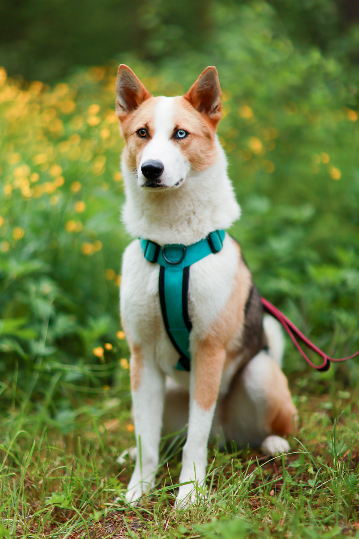 Jermu | Viipurin Koirat ry