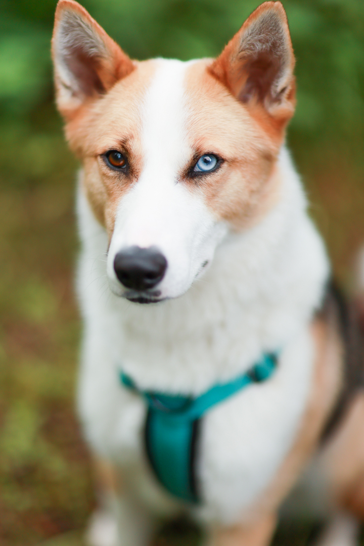 Jermu | Viipurin Koirat ry