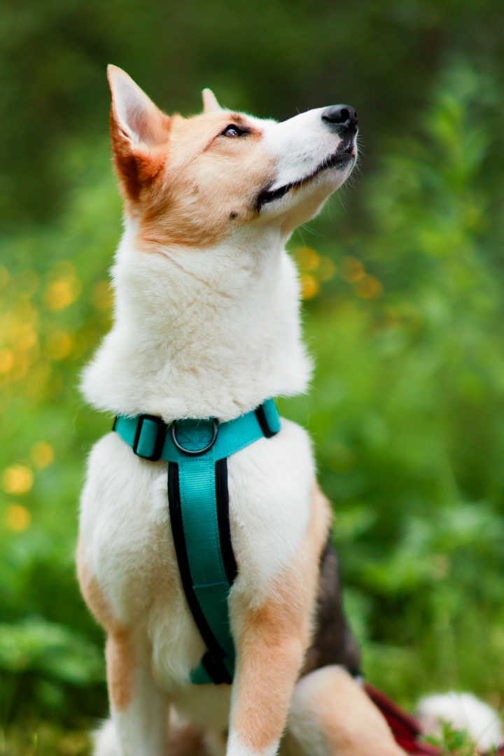 Jermu | Viipurin Koirat ry