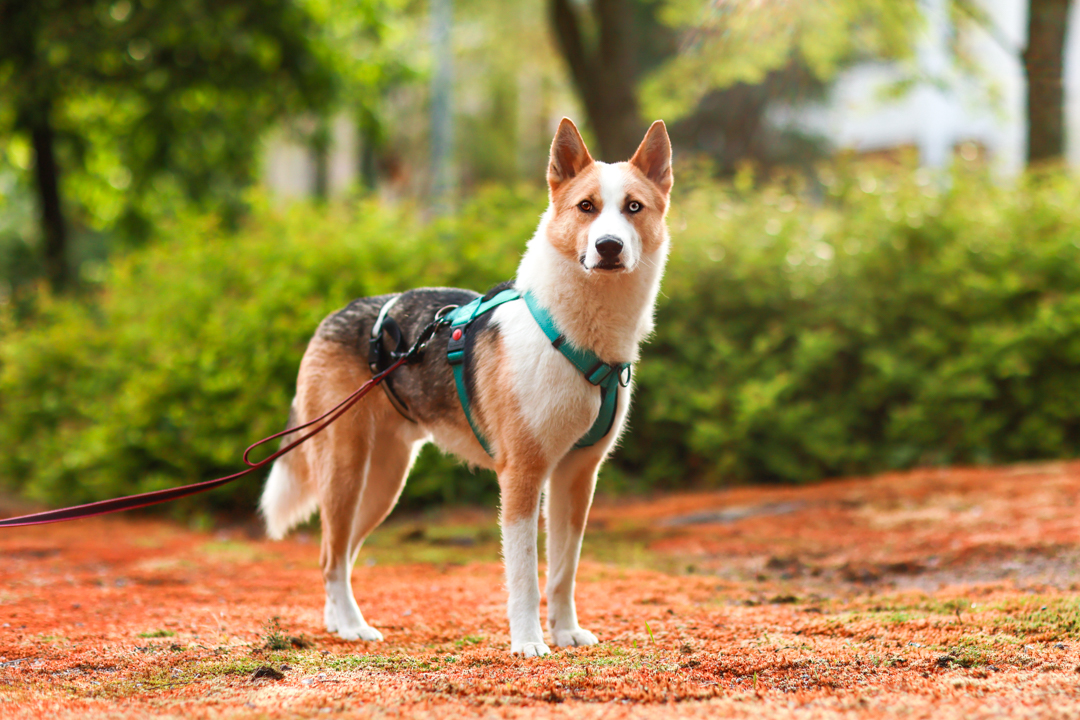 Jermu | Viipurin Koirat ry