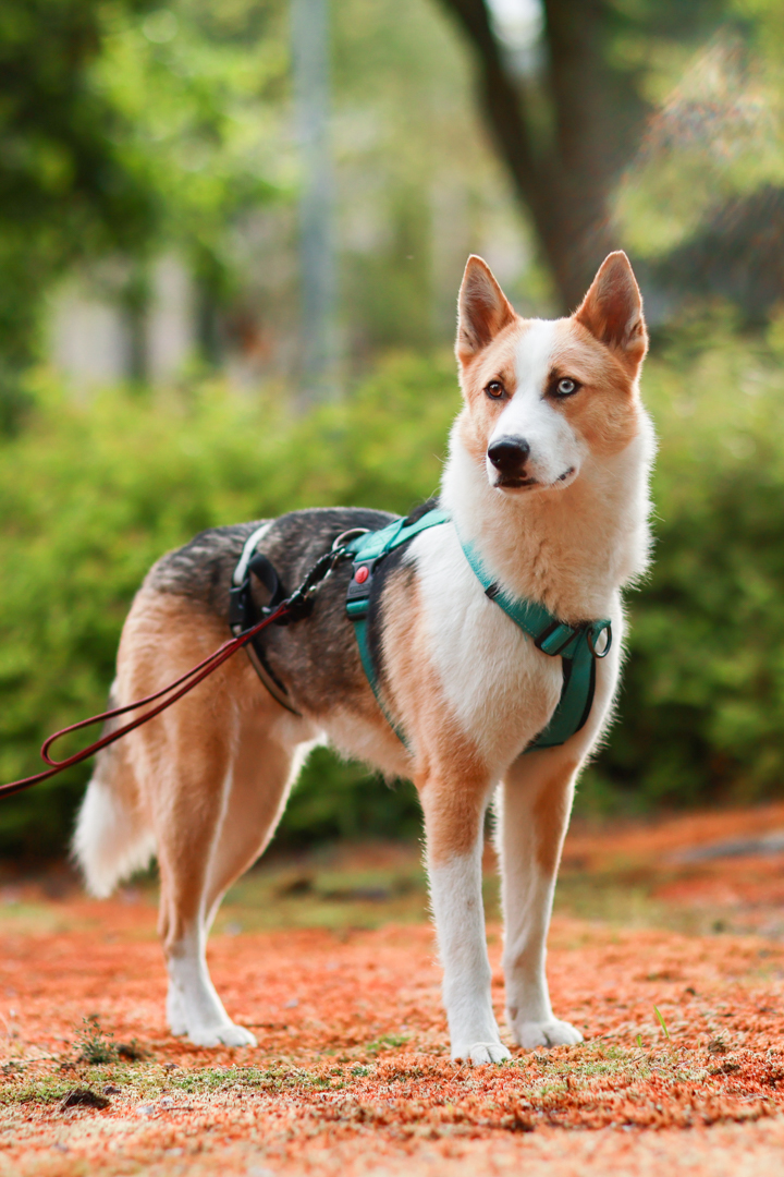 Jermu | Viipurin Koirat ry