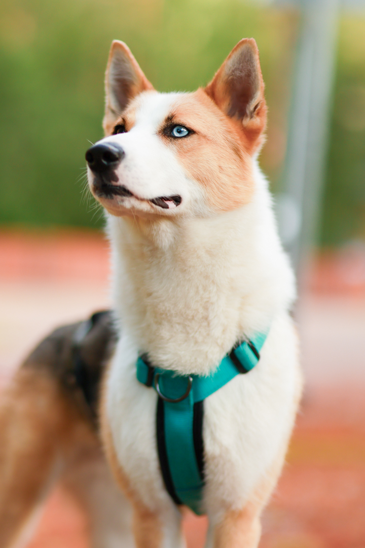 Jermu | Viipurin Koirat ry