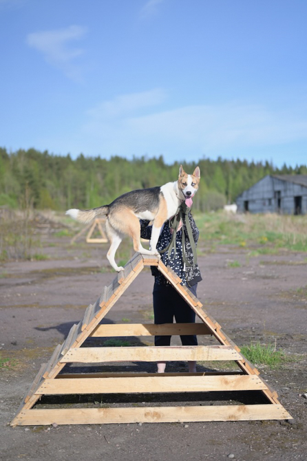 Jermu | Viipurin Koirat ry