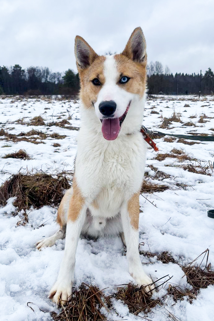 Jermu | Viipurin Koirat ry