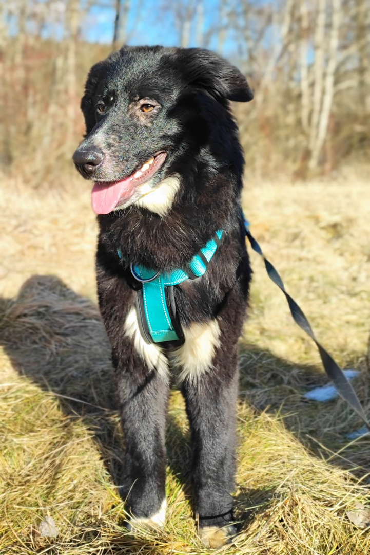 Jigan | Viipurin Koirat ry