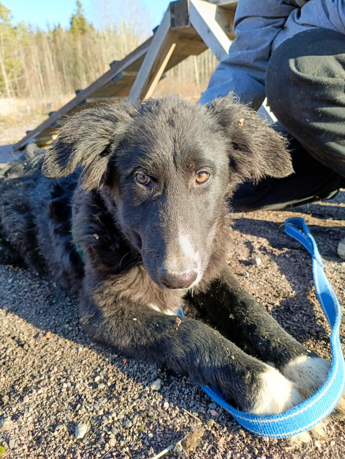 Jigan | Viipurin Koirat ry