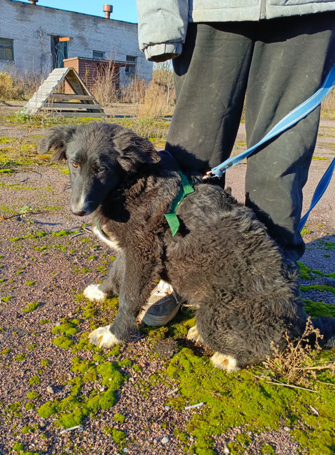 Jigan | Viipurin Koirat ry