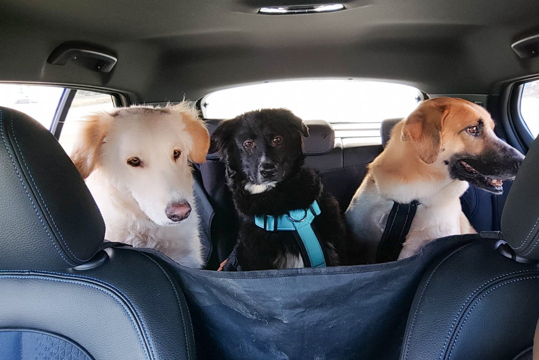 Jigan | Viipurin Koirat ry