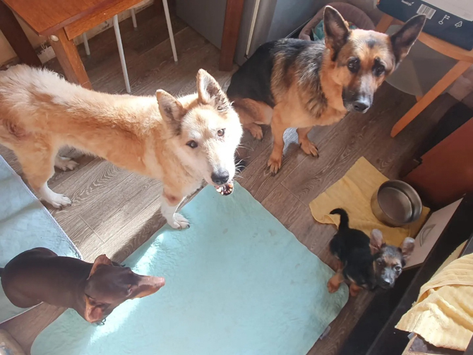 Plusha | Viipurin Koirat ry