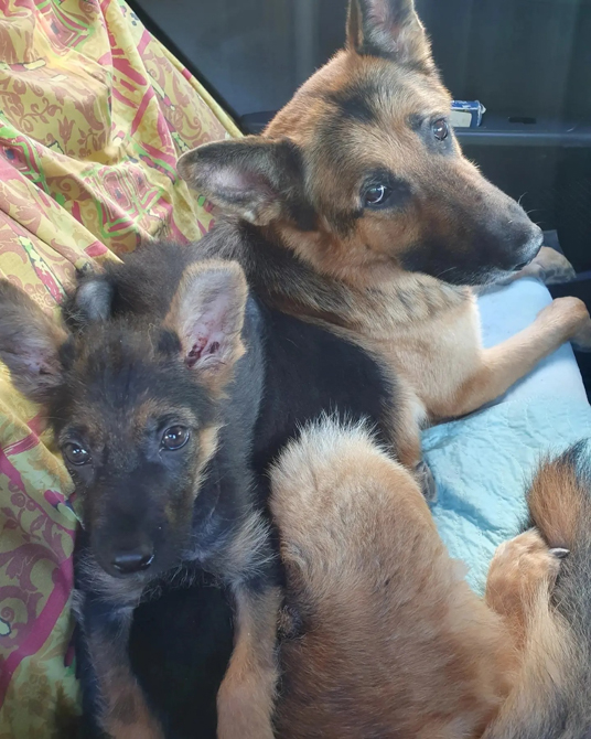 Plusha | Viipurin Koirat ry