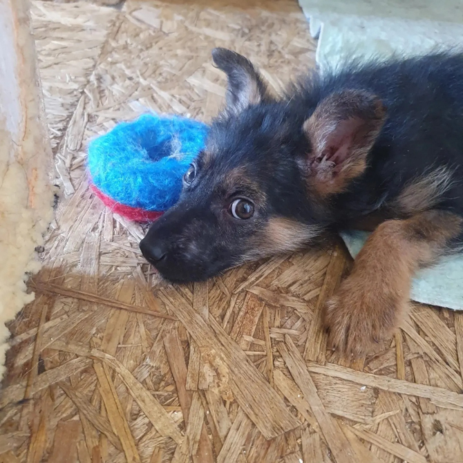 Plusha | Viipurin Koirat ry