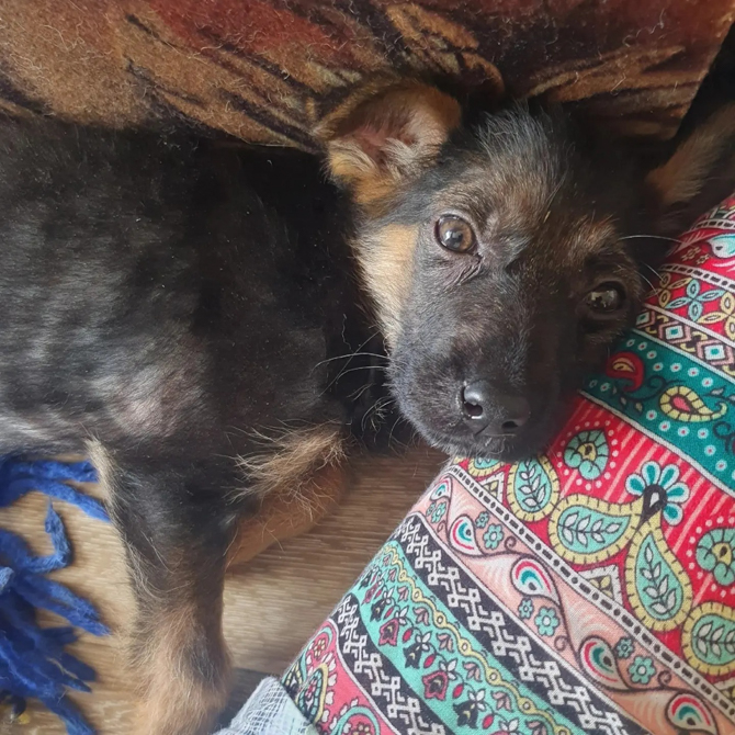 Plusha | Viipurin Koirat ry